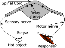 bioeducation: REFLEX ACTION